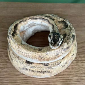 Real Massive Ball Dinker Python Taxidermy Mount - Etsy