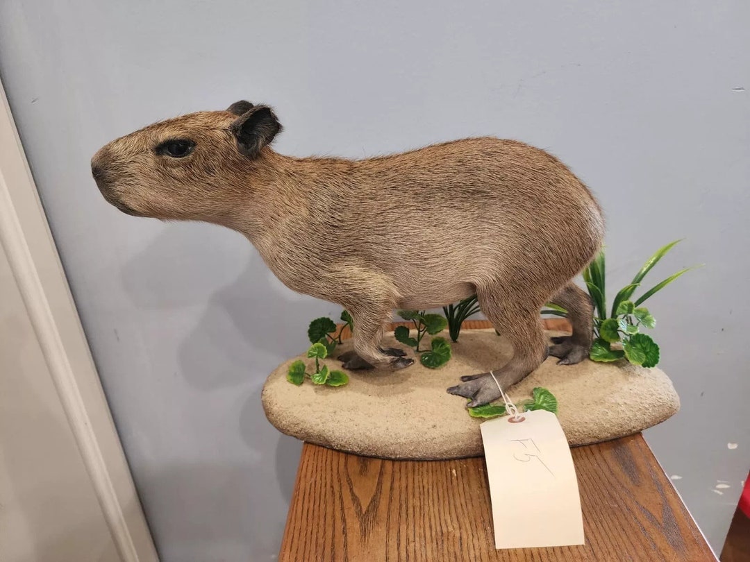 Capybara Full Body Mount Taxidermy - Etsy