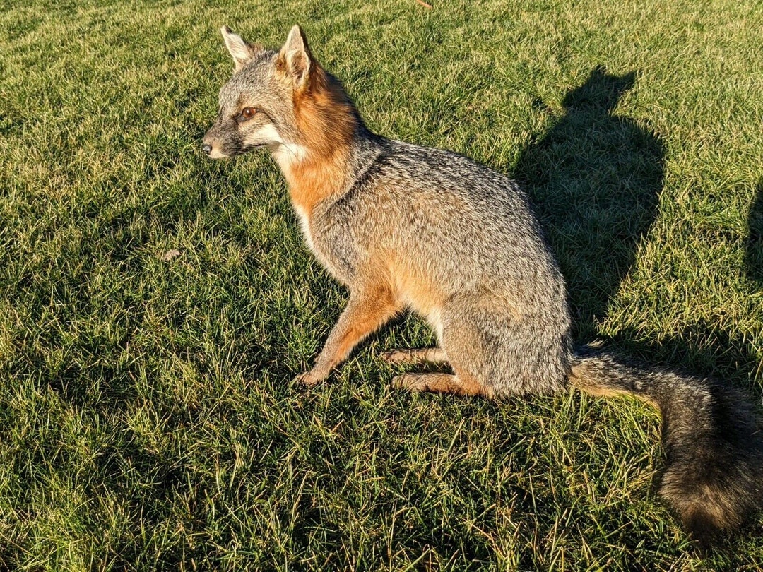 Grey Fox Taxidermy Full Body Mount Prime Fur - Etsy