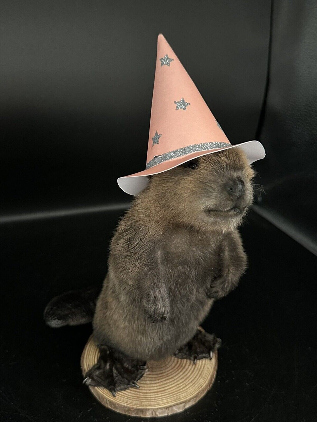 Beautiful Adorable Baby Beaver Kit Taxidermy Mount Art Wildlife 18B - Etsy