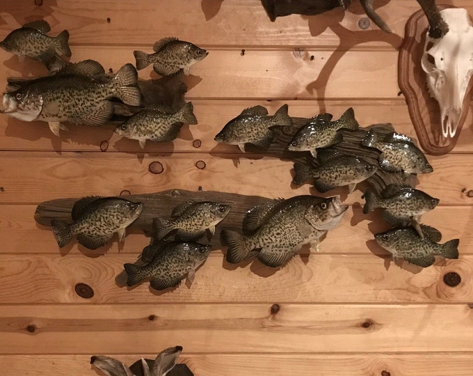 Beautiful Crappie Fish Taxidermy Wall Mount Wildlife Real Skin School ...