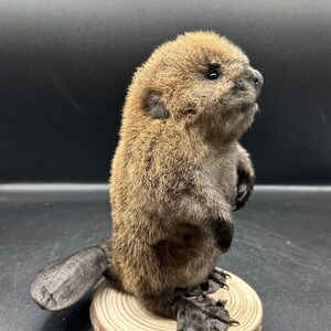 Beautiful Adorable Baby Beaver Kit Taxidermy Mount Art Wildlife 11B - Etsy