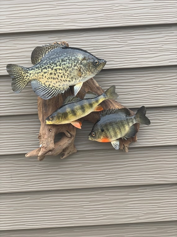 Beautiful Sunfish Crappie Perch Fish Taxidermy Wall Mount Art | Etsy