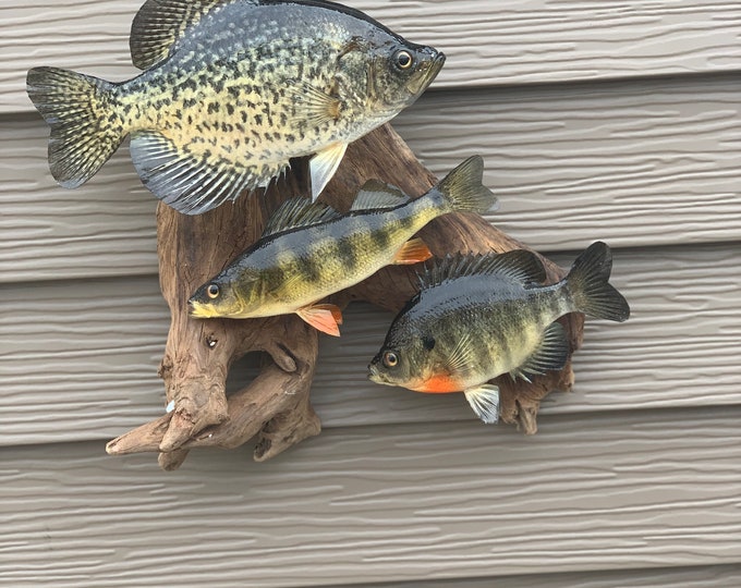 Beautiful Sunfish Crappie Perch Fish Taxidermy Wall Mount Art Wildlife ...