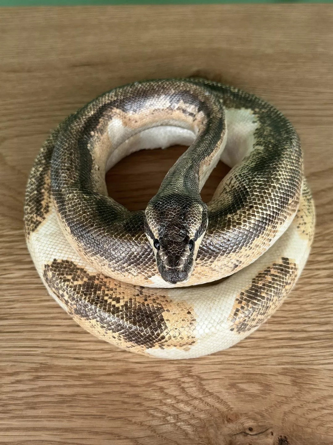 Real Python Taxidermy Mount - Etsy