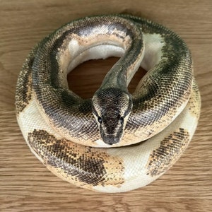 Real Python Taxidermy Mount - Etsy