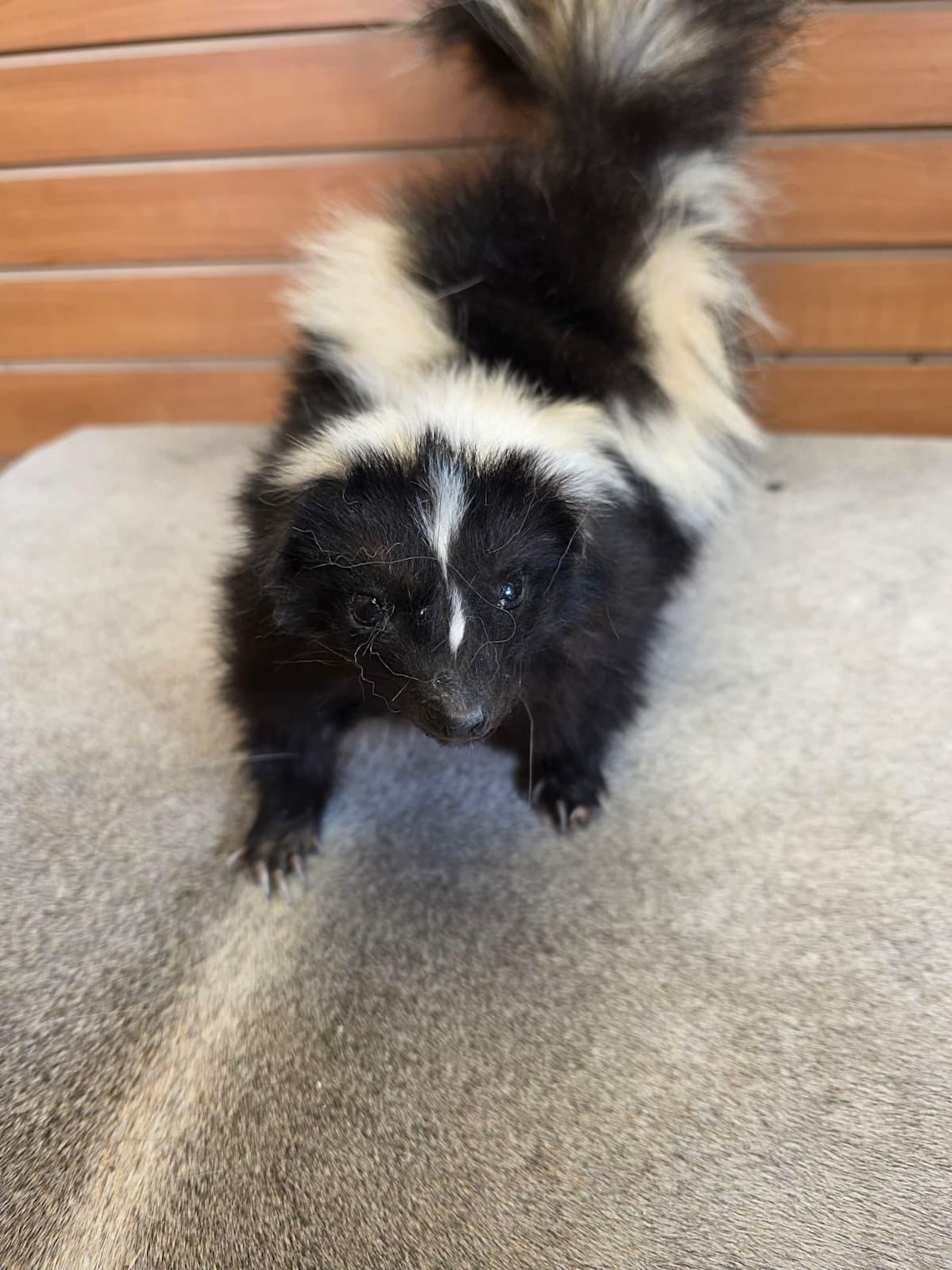 KMSK30 - Full-body Skunk Taxidermy Mount - Etsy