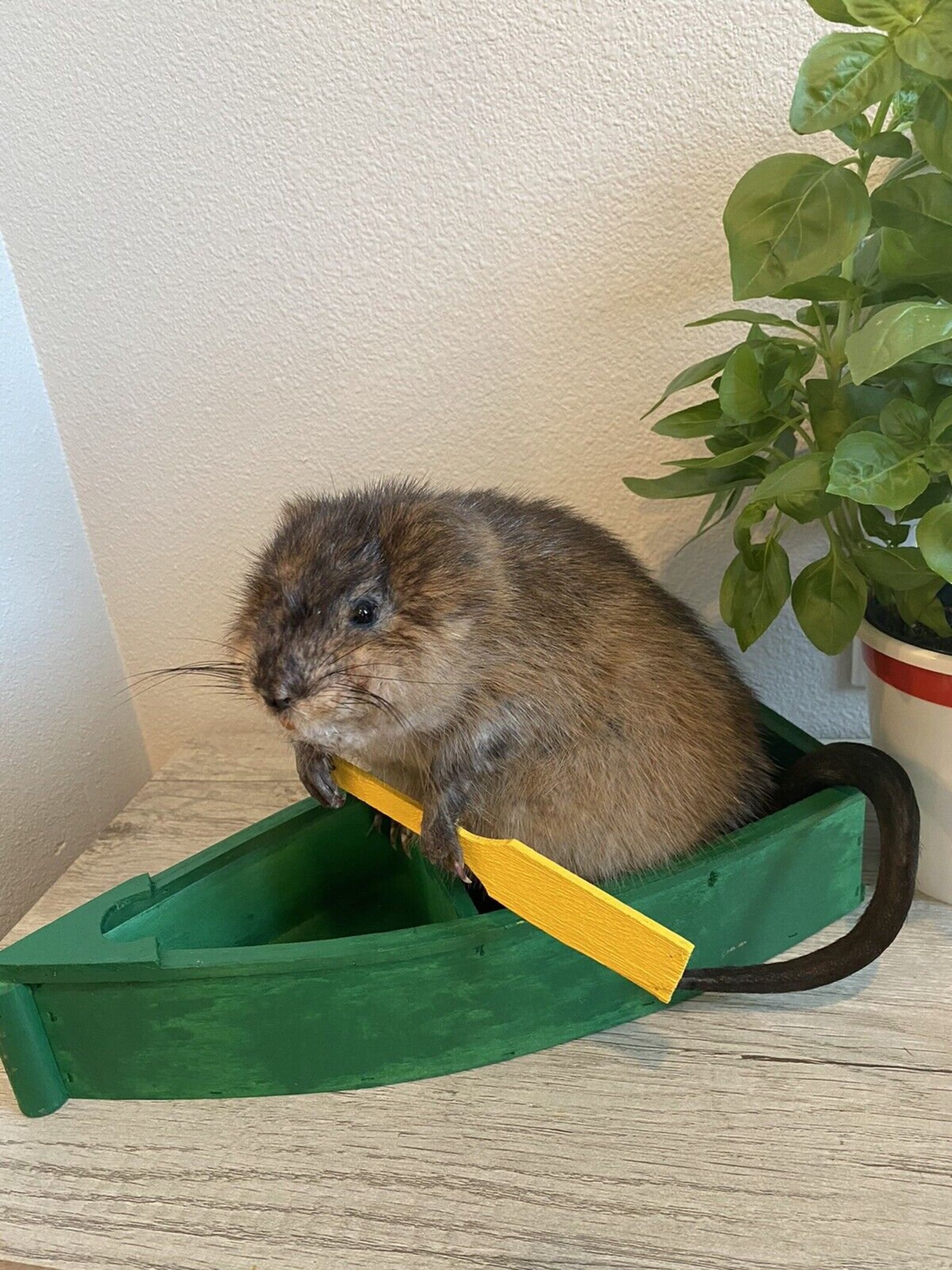 Muskrat in Canoe Taxidermy Mount for Sale - Etsy