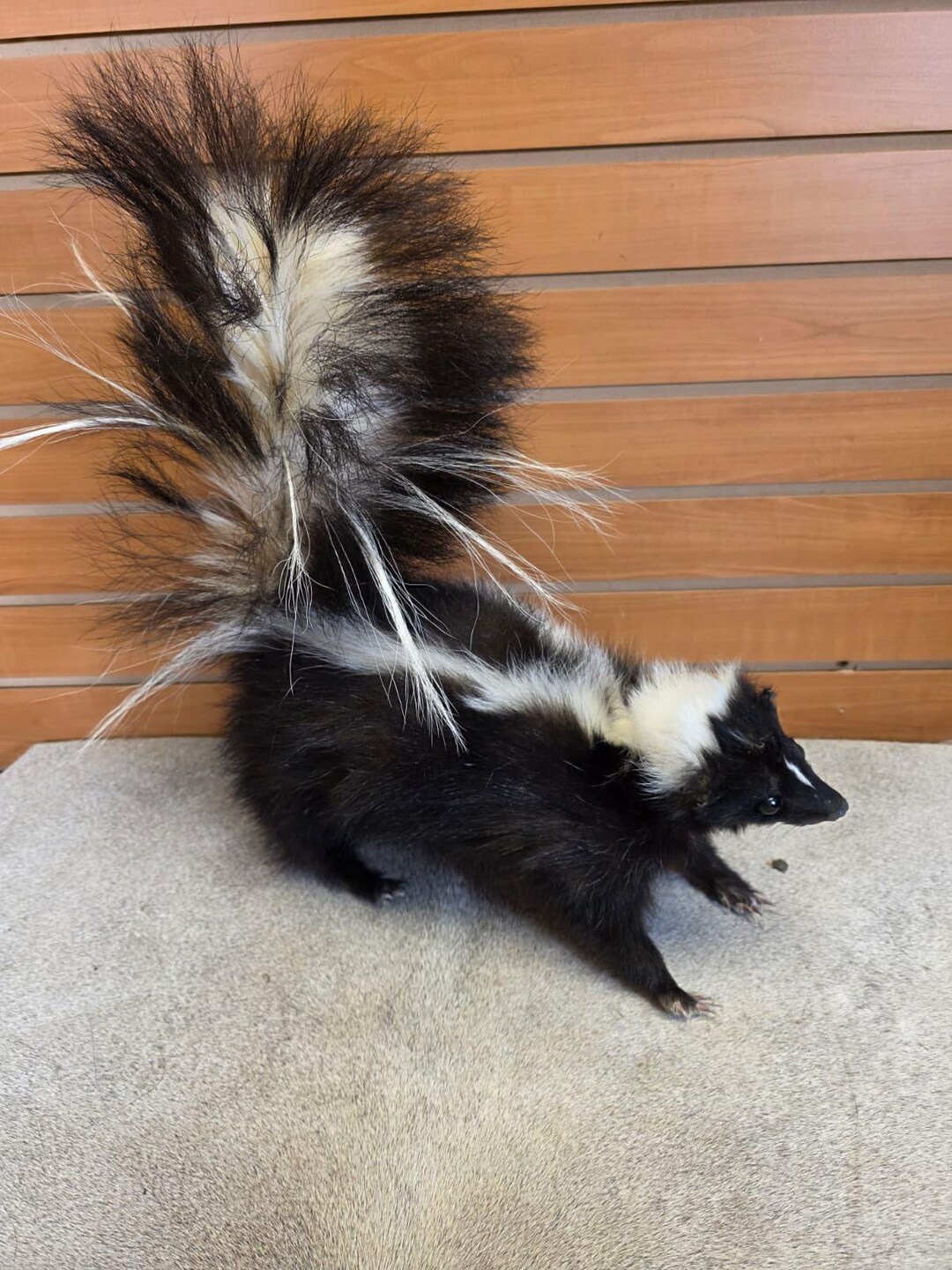 KMSK25 -full-body Skunk Taxidermy Mount - Etsy