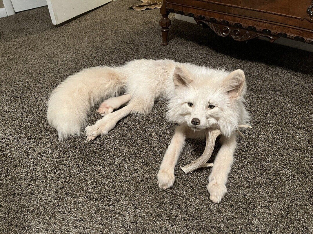 Stunning Soft -mount Albino Fox Taxidermy Brand New - Etsy
