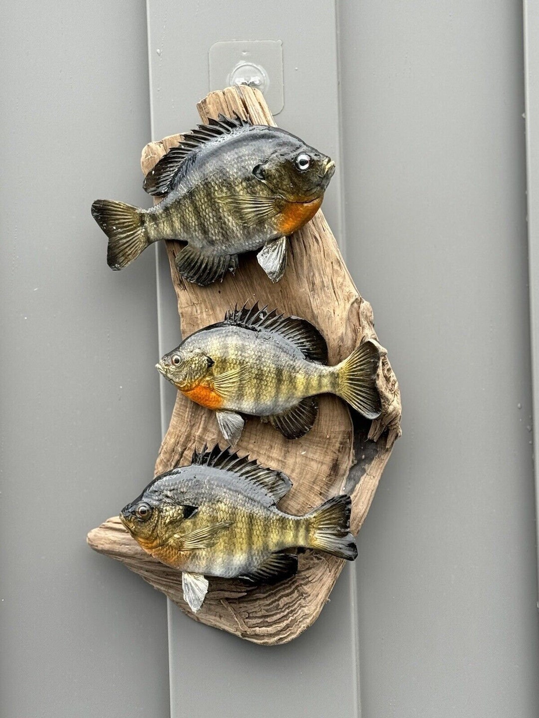 Real Skin Beautiful Sunfish Fish Taxidermy Wall Mount - Etsy