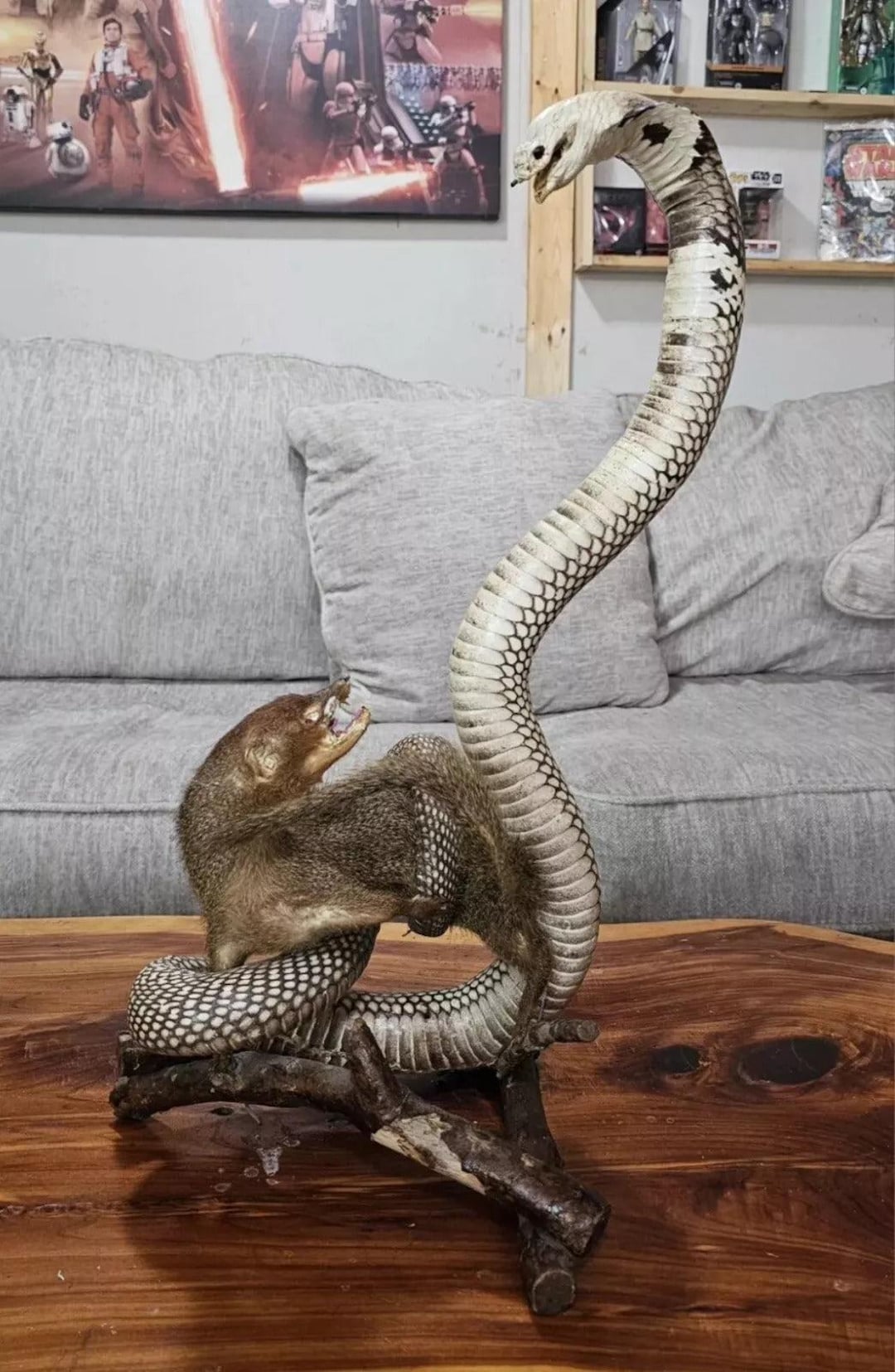 King Cobra & Mongoose Fighting Taxidermy Standing Mounted Hunting Snake ...
