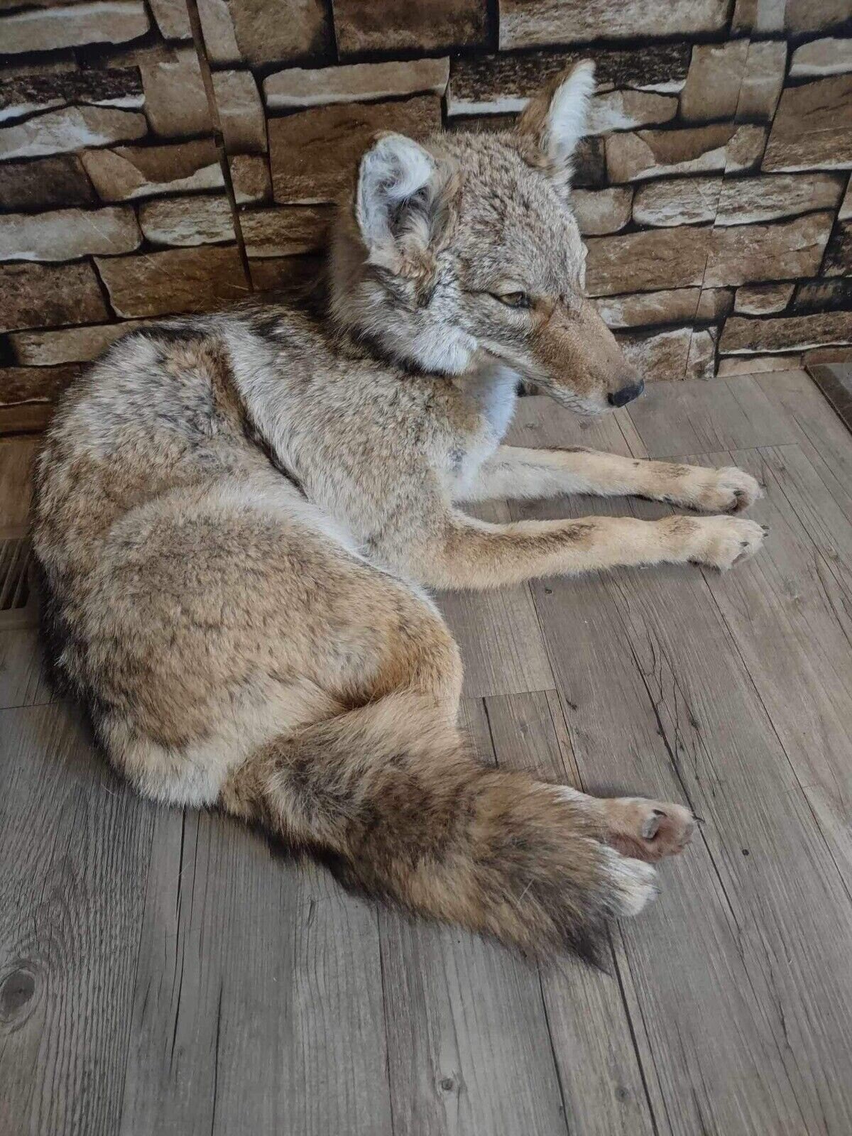 Coyote Taxidermy Custom Full Body Mount Home Camp Wall Decor Hunting ...