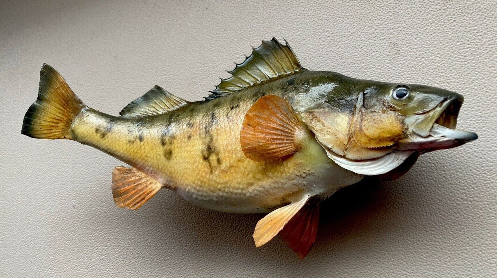 11” Perch Fish Mount - Real Skin - Etsy