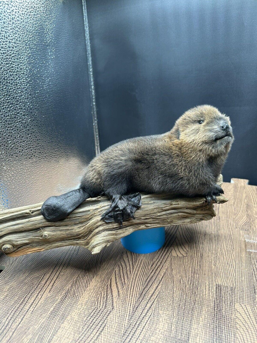 Beautiful Adorable Baby Beaver Kit Taxidermy Mount Art Wildlife 26B - Etsy