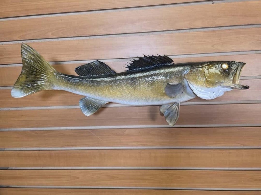 JTV226 - Real Skin Walleye Fish Taxidermy Mount 25” - Etsy