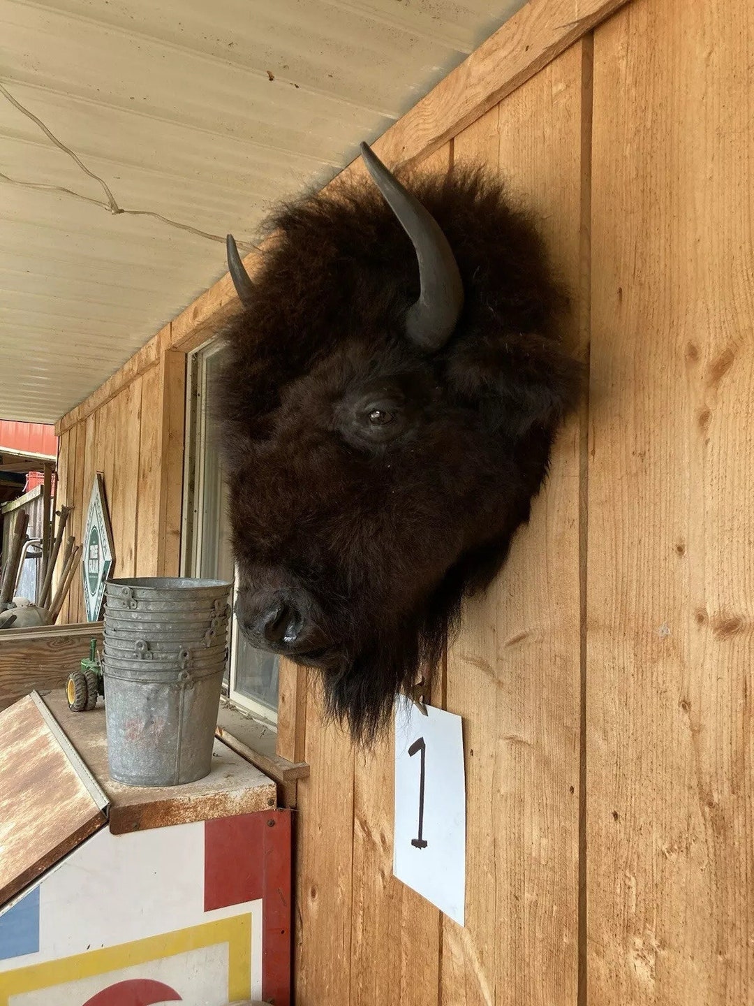 Real Buffalo / Bison Head Taxidermy Mount New Neck Mount you Get One ...