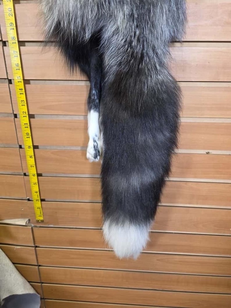 FHCM14 - Gorgeous Ranch Fox Soft Tanned Furs Taxidermy - Etsy