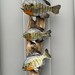 Real Skin Beautiful Sunfish Fish Taxidermy Wall Mount - Etsy