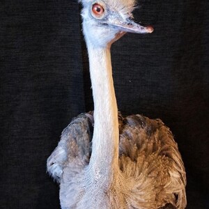 Museum Quality Ostrich Taxidermy Mount - Etsy