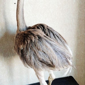 Museum Quality Ostrich Taxidermy Mount - Etsy