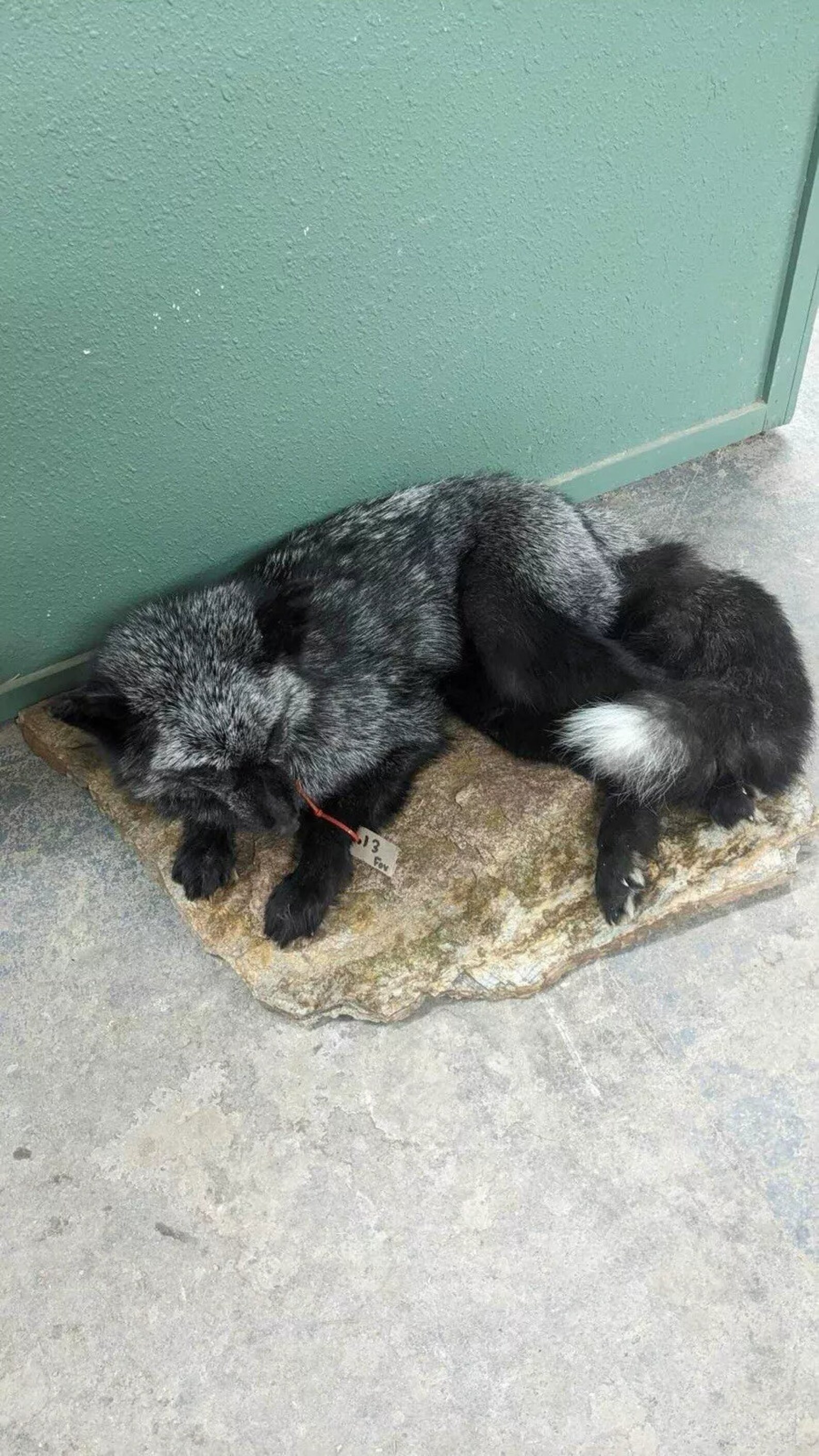 Stunning Real Cross FOX Mount Taxidermy Brand New - Etsy