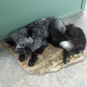 Stunning Real Cross FOX Mount Taxidermy Brand New - Etsy