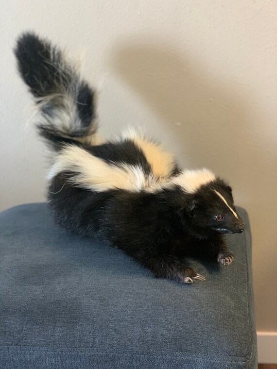 Skunk mount taxidermy | Etsy
