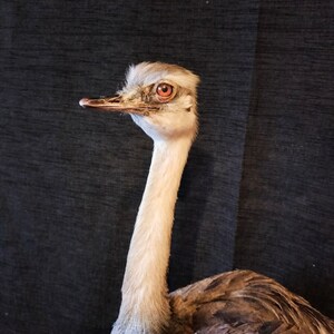 Museum Quality Ostrich Taxidermy Mount - Etsy