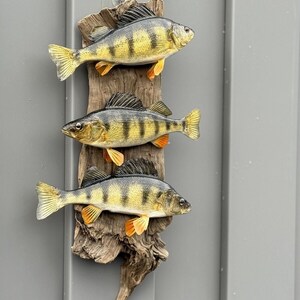 Beautiful Perch Fish Taxidermy Wall Mount Art Wildlife - Etsy