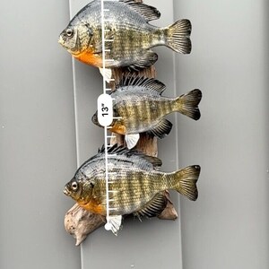 Real Skin Beautiful Sunfish Fish Taxidermy Wall Mount - Etsy