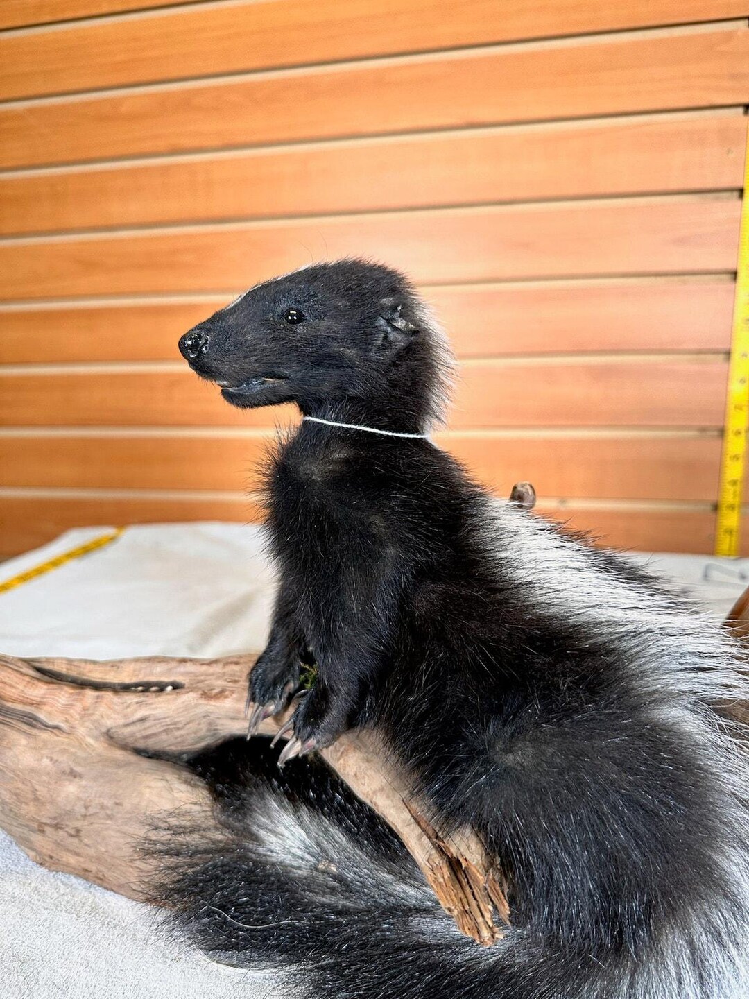 FHSKU30- Skunk Taxidermy Mount - Etsy