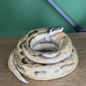 Real Massive Ball Dinker Python Taxidermy Mount - Etsy