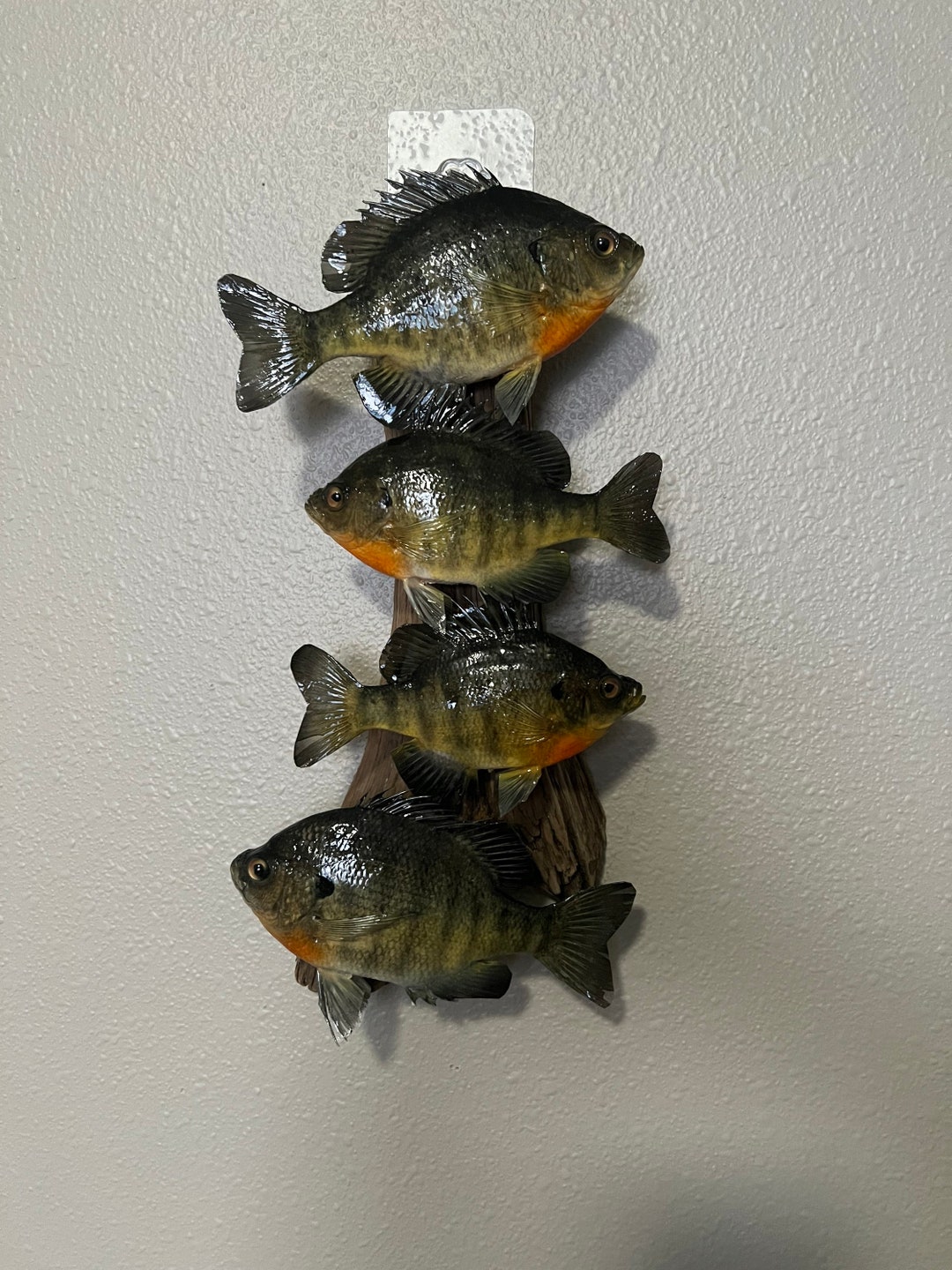Beautiful Sunfish Bluegill Panfish Small Fish Taxidermy Wall Mount Art ...