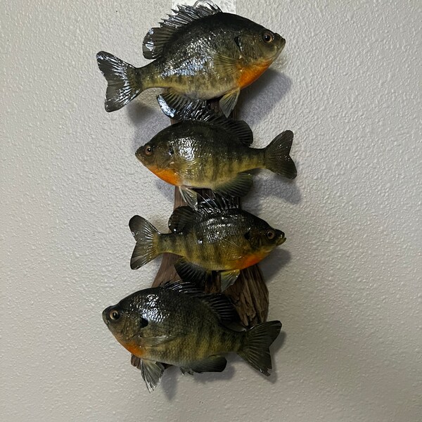 Panfish - Etsy
