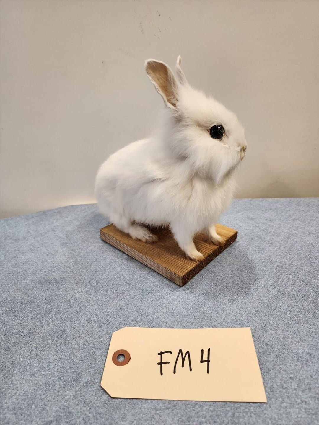 Taxidermy, CUTE, SOFT, Bunny Rabbit, Easter Bunny Log Cabin Lodge - Etsy
