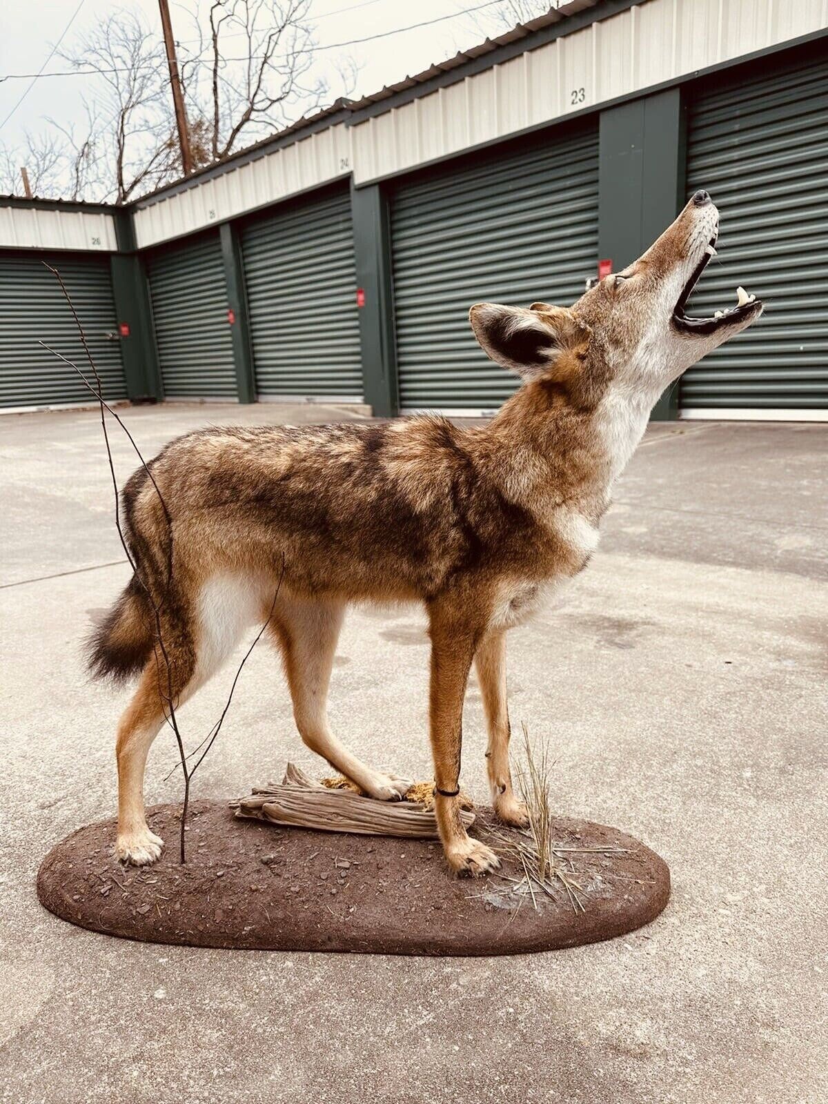 Coyote Taxidermy Custom Full Body Mount Home Camp Wall Decor - Etsy