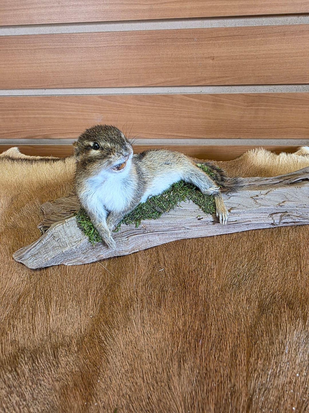 FHCK110 - Chipmunk Taxidermy Mount - Etsy