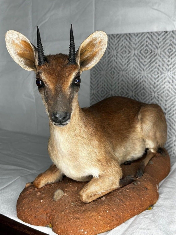 Baby Steenbok