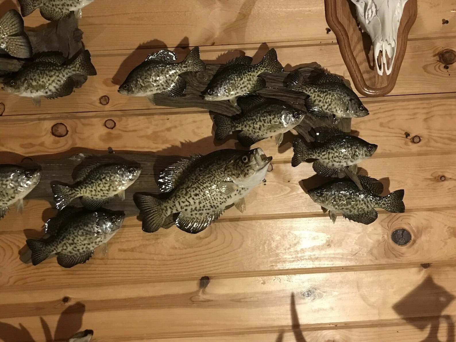 Beautiful Crappie Fish Taxidermy Wall Mount Wildlife Real Skin - Etsy