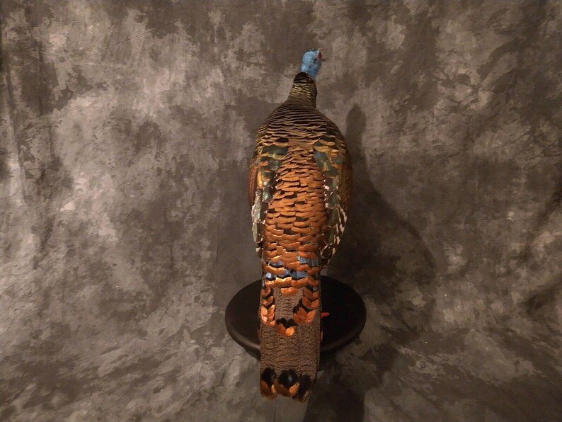 Full Mounted Taxidermy Ocellated Turkey With Custom Base - Etsy