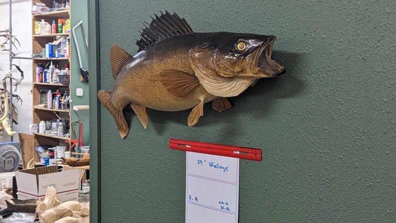Beautiful Real Skin 29 Large Walleye Taxidermy Wall Mount Art Wildlife ...