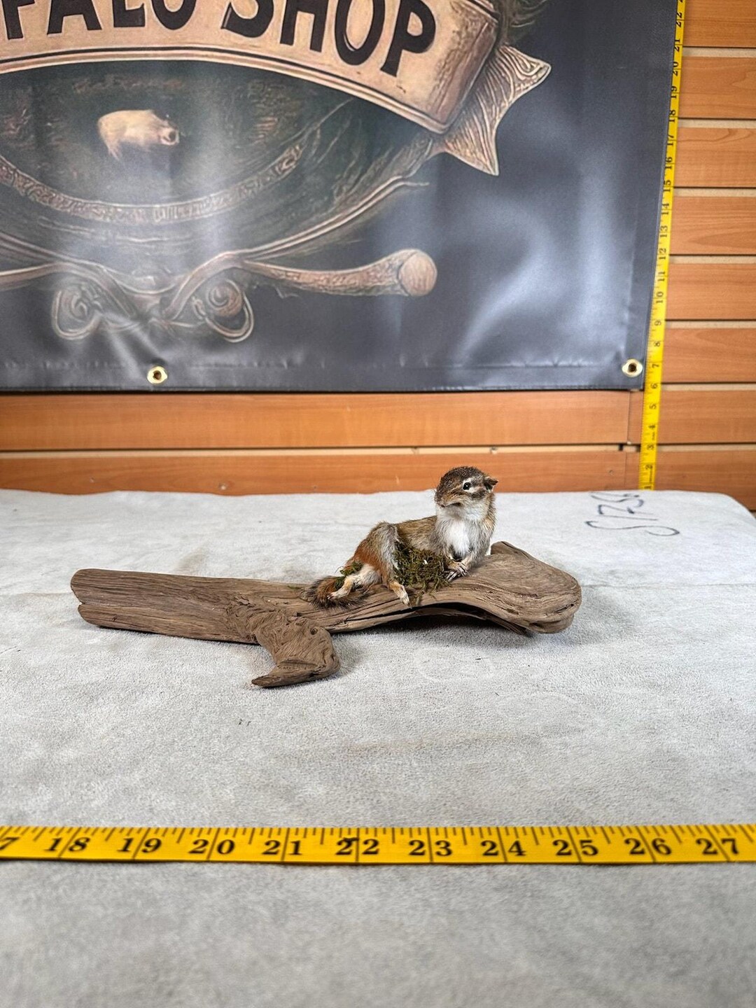 FHCHIP20- Chipmunk Taxidermy Mount - Etsy