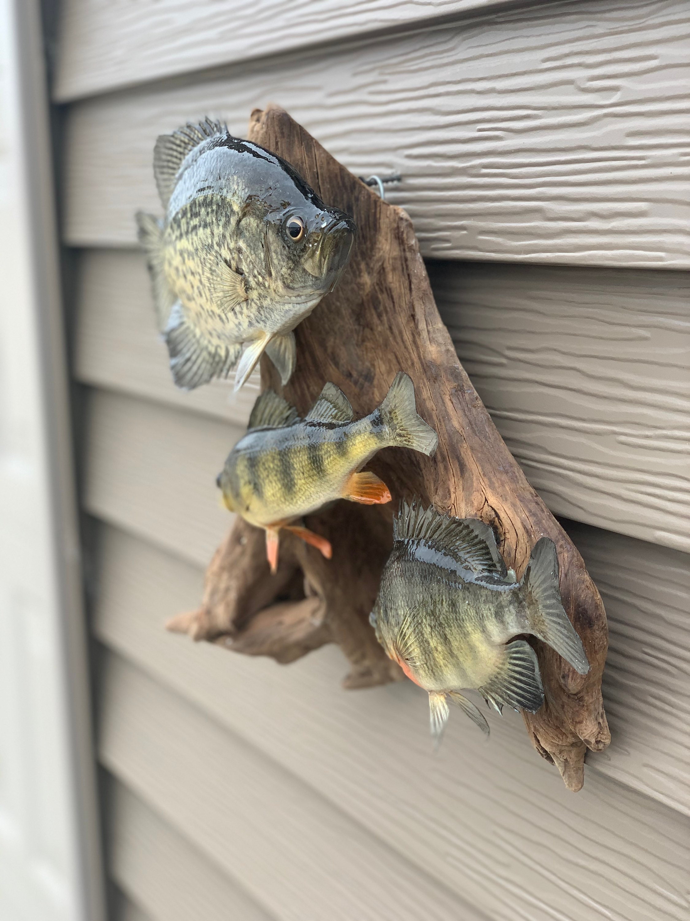 Beautiful Sunfish Crappie Perch Fish Taxidermy Wall Mount Art Wildlife ...