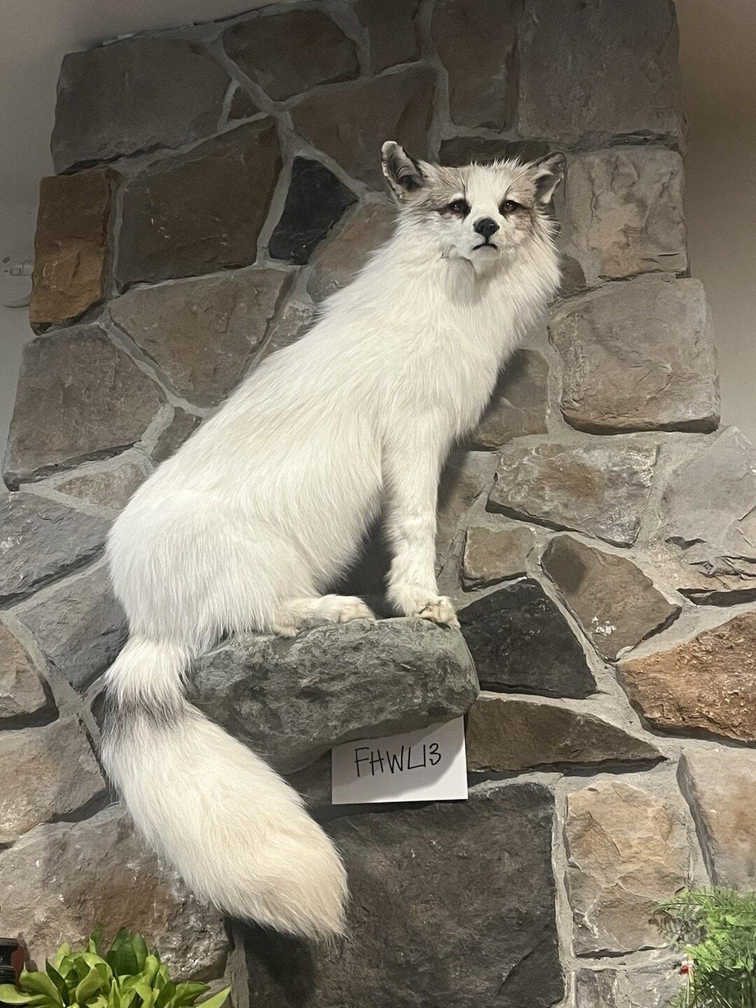 FHWL13 - White Cross Fox Taxidermy Mount - Etsy
