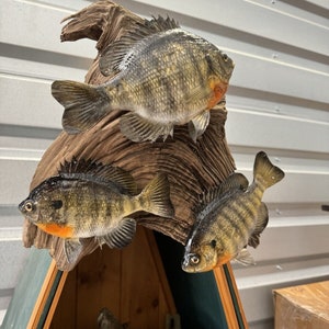Real Skin Beautiful Sunfish Fish Taxidermy Wall Mount - Etsy