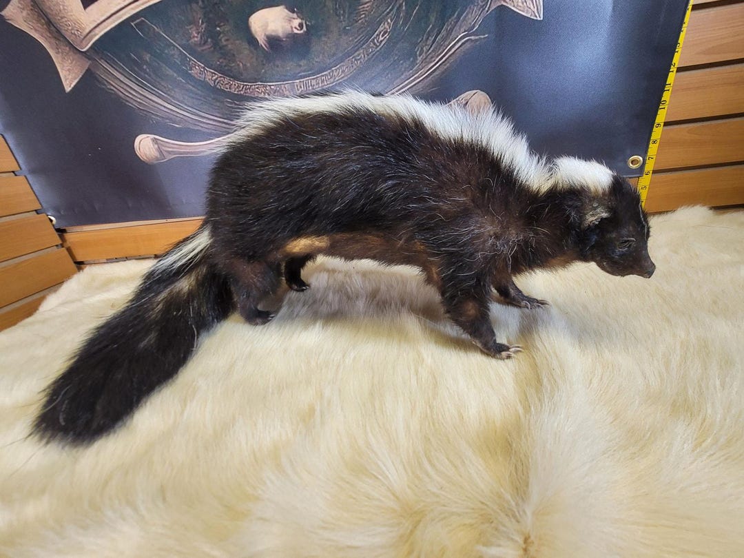 FHSKU302- Skunk Taxidermy Mount - Etsy