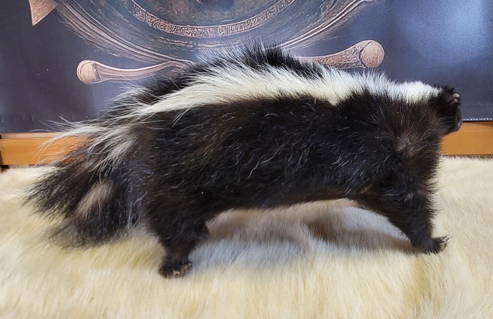 FHSKU305- Skunk Taxidermy Mount - Etsy