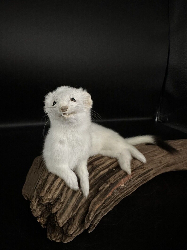 Beautiful Adorable Weasel Ermine Small Animal Taxidermy Mount Art ...