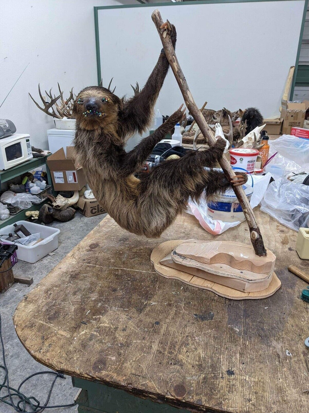 New Excellent Adult Sloth Taxidermy Table Mount Full Body - Etsy
